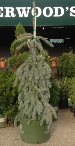 Welcome to Sherwood's Forest Nursery and Garden Center