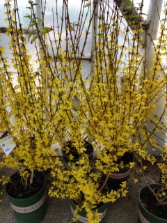 Welcome to Sherwood's Forest Nursery and Garden Center