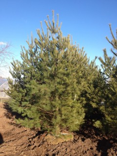 Welcome to Sherwood's Forest Nursery and Garden Center