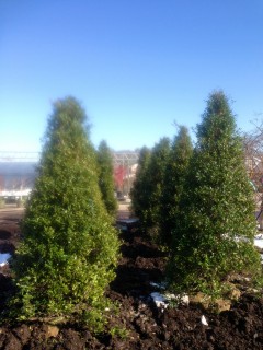 Welcome to Sherwood's Forest Nursery and Garden Center