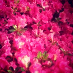 Welcome to Sherwood's Forest Nursery and Garden Center