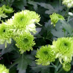 Welcome to Sherwood's Forest Nursery and Garden Center